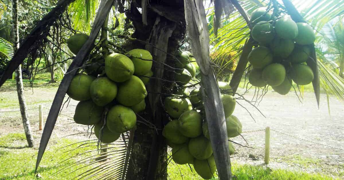 coconuttree-1200x630-cropped.jpg